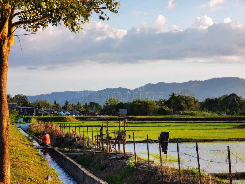 Paddy Field with Water Drainage System during Day Time. Selective Focus ...