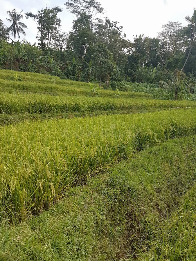 Paddy field in West Java stock photo. Image of bandung - 135391110