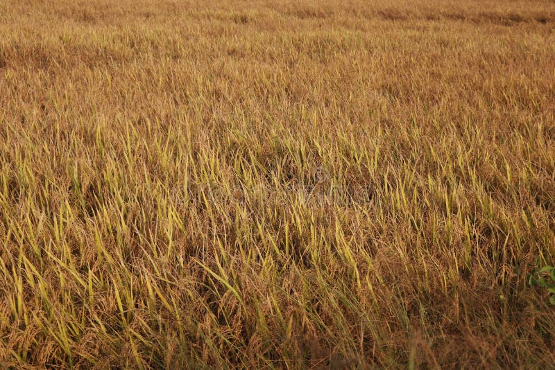 Yellow Rice Paddy Ready Harvest Vast Countryside Fields Stock Photos ...