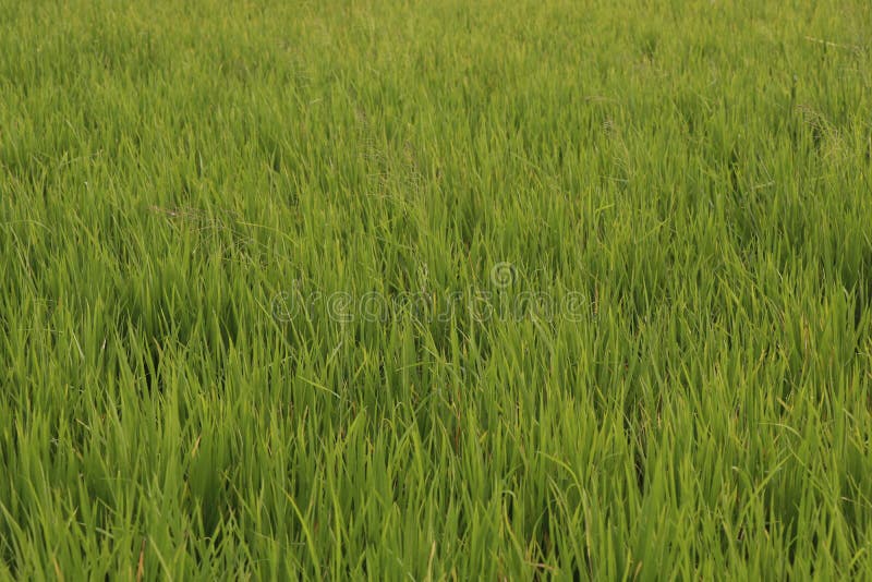Paddy Field. Yellow Rice Paddy in Field Ready for Harvest. Paddy Rice ...