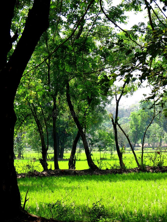 Paddy Fields in Bandung Use the Terracing Method Stock Photo - Image of ...