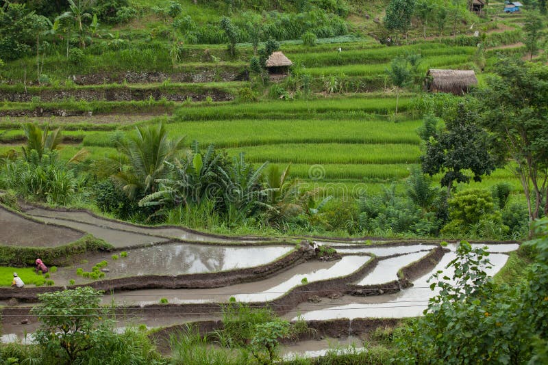 Paddy fields editorial photography. Image of asia, farmer - 23490272
