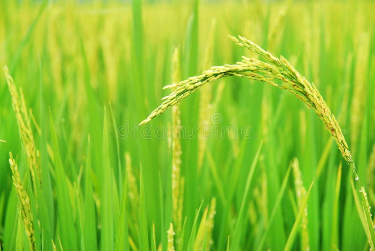 Paddy fields stock photo. Image of farms, paddy, asian - 28431816