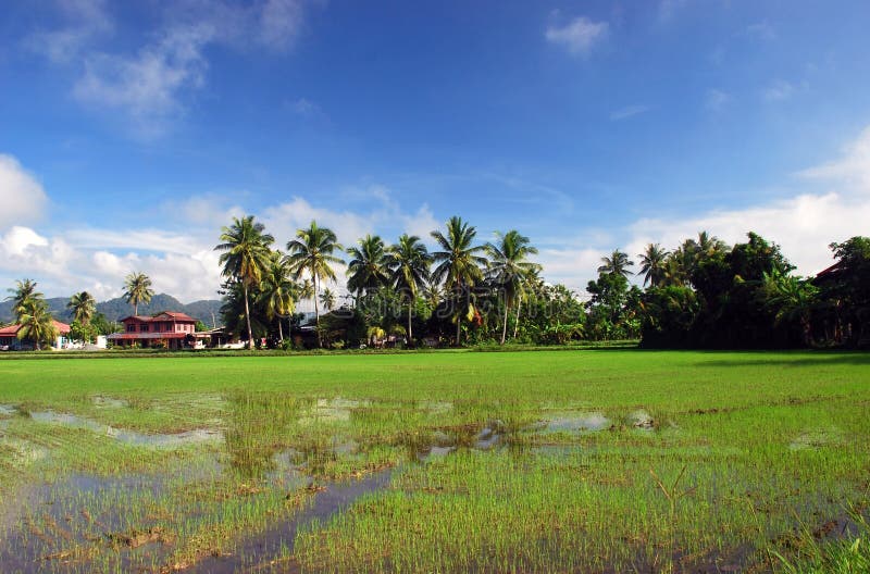 Paddy fields stock image. Image of grains, countryside - 3604889