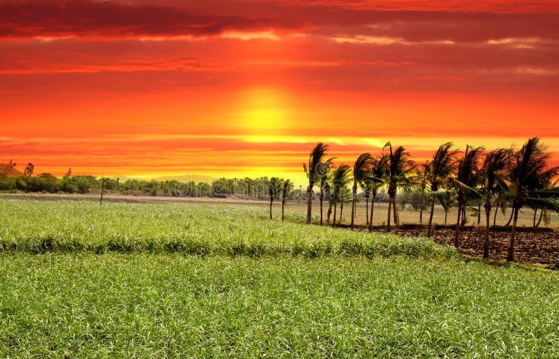 Paddy Fields stock image. Image of tree, cloudy, pond - 9923707