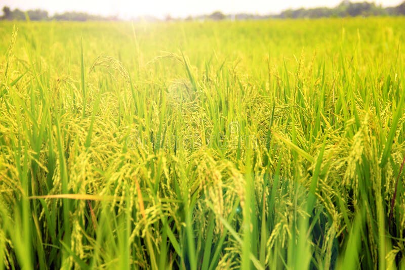Paddy fields in Asia stock image. Image of growth, color - 65774983