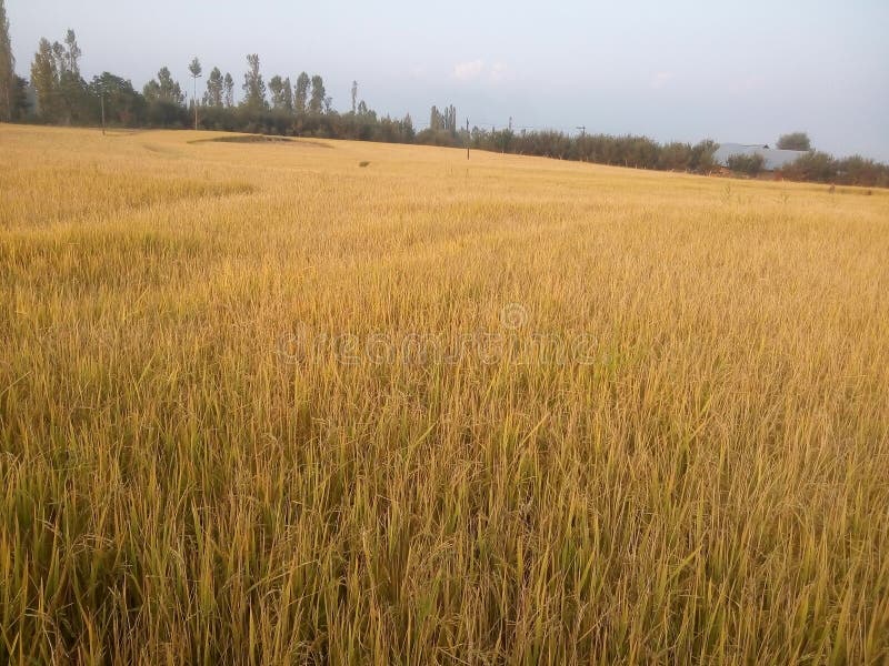 Golden paddy stock image. Image of agriculture, agricultural - 82533649
