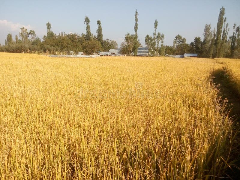 Golden paddy stock image. Image of agriculture, agricultural - 82533649