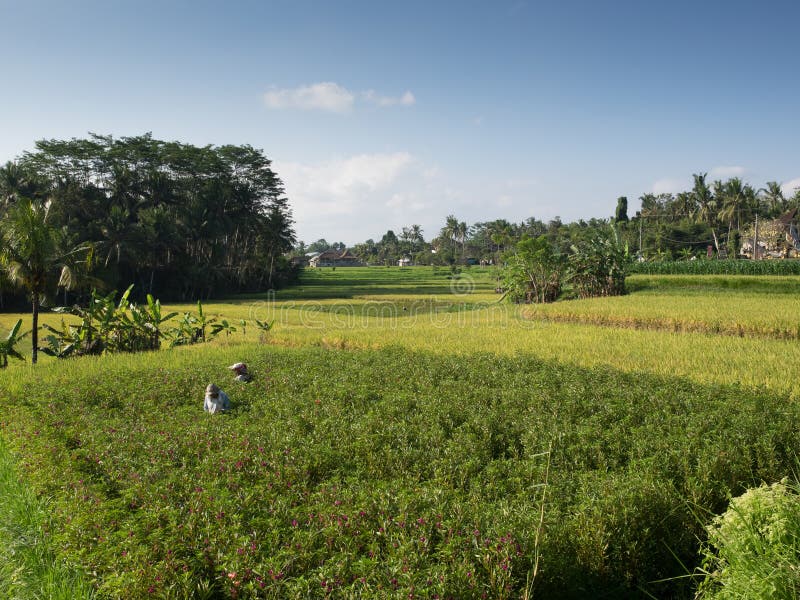 Paddy Fields, Bali, Indonesia Stock Image - Image of asia, holiday ...