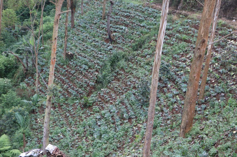 Paddy Fields in Bandung Use the Terracing Method Stock Photo - Image of ...