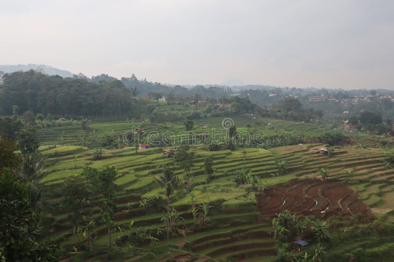 Paddy Fields in Bandung Use the Terracing Method Stock Photo - Image of ...
