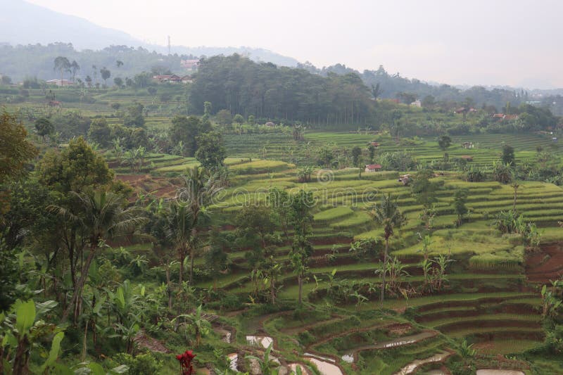 Paddy Fields in Bandung Use the Terracing Method Stock Image - Image of ...