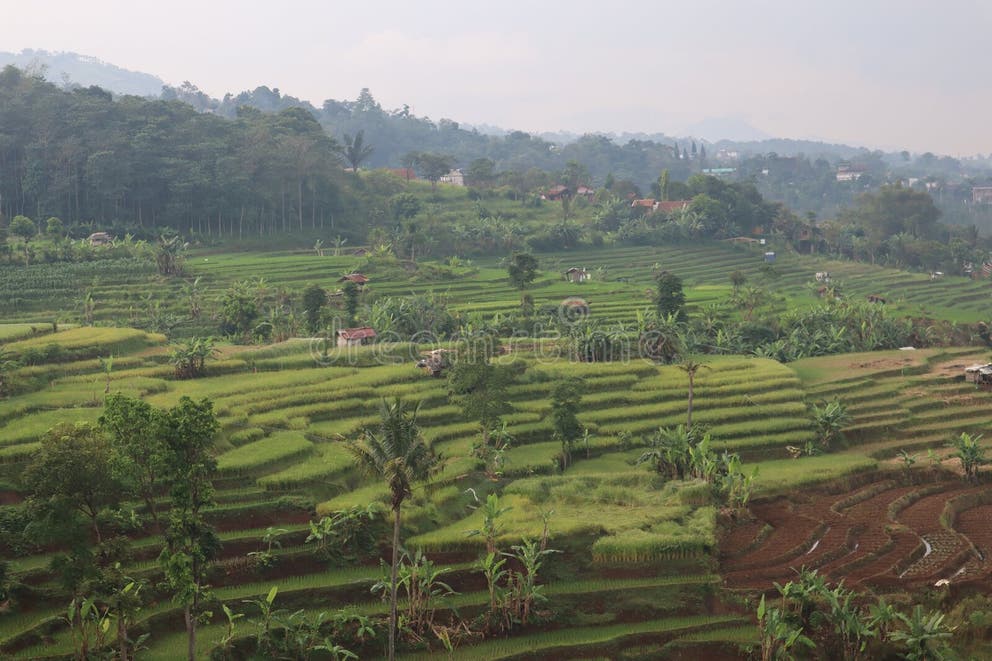 Paddy Fields in Bandung Use the Terracing Method Stock Photo - Image of ...