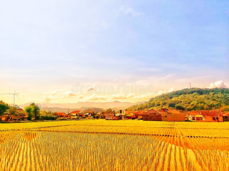 Paddy Fields in Beautiful Mountain Rice Fields with a Charming Sky ...