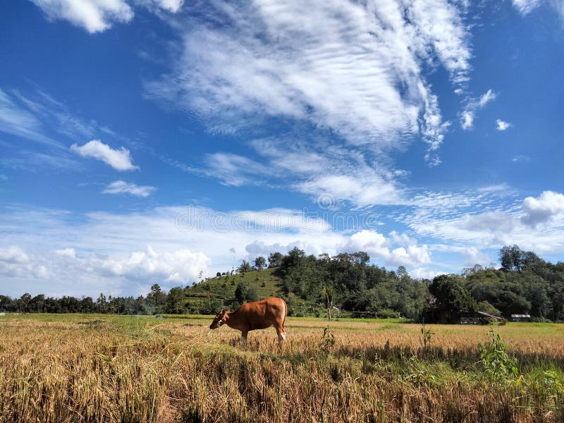 Paddy fields stock photo. Image of paddy, skies, fields - 264556792