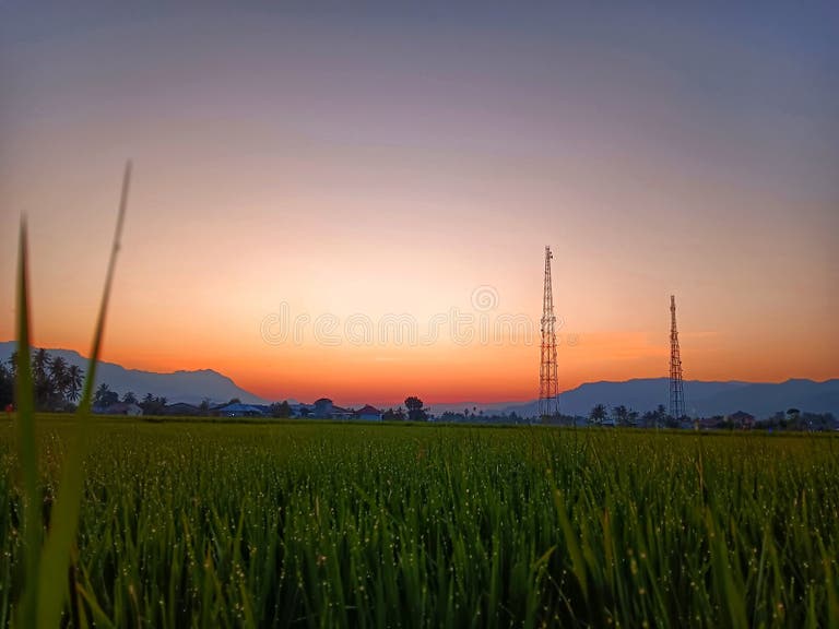 Paddy Fields Dewy with Sunrise Stock Photo - Image of countryside ...