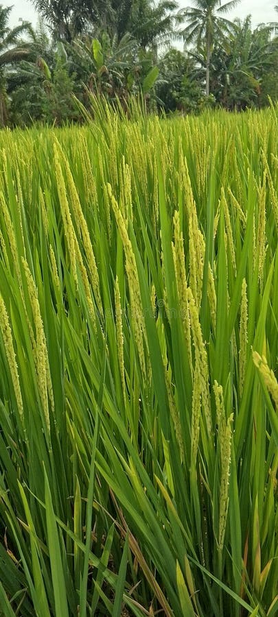 Paddy fields stock photo. Image of fieldsrice, lawn - 346123502