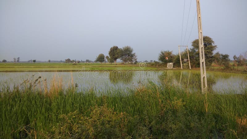 Paddy Fields Filled with Water Stock Image - Image of rice, staple ...