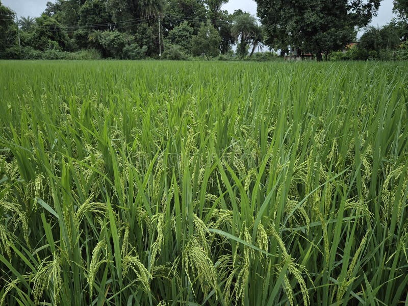 Paddy fields stock photo. Image of paddy, beauty, agriculture - 338022476