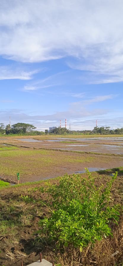 Paddy Fields for Growing Rice Stock Image - Image of shore, river ...