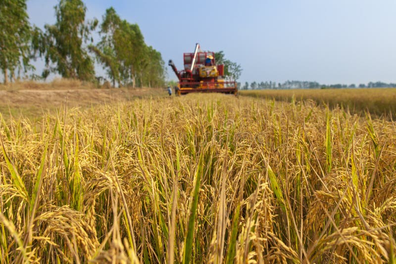 Combine Machine Harvesting in the Golden Paddy Field Stock Photo ...
