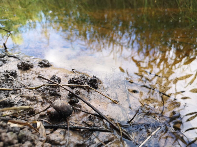 The Paddy Fields Have Fossilized Shells that are Corroding the Hole of ...