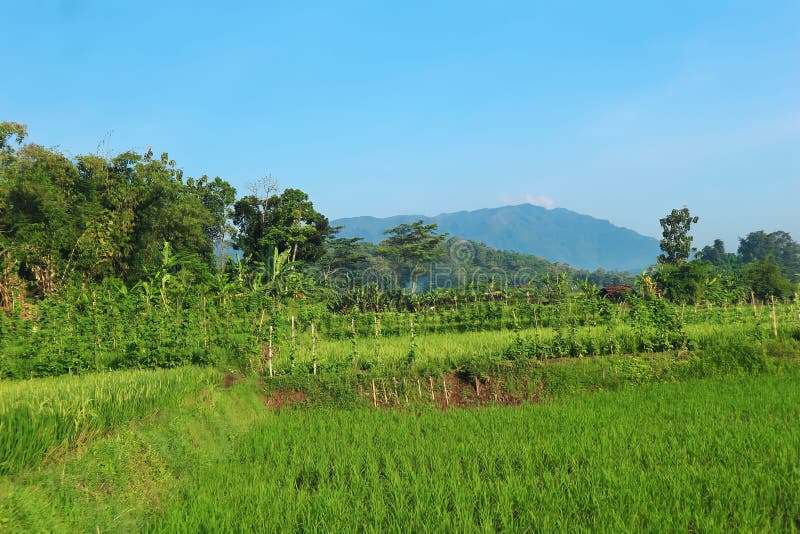 Paddy Fields that Have Just Been Planted with Rice Stock Photo - Image ...