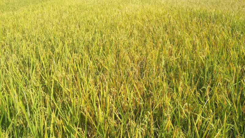 Yellow rice fields stock image. Image of turned, fields - 264416593