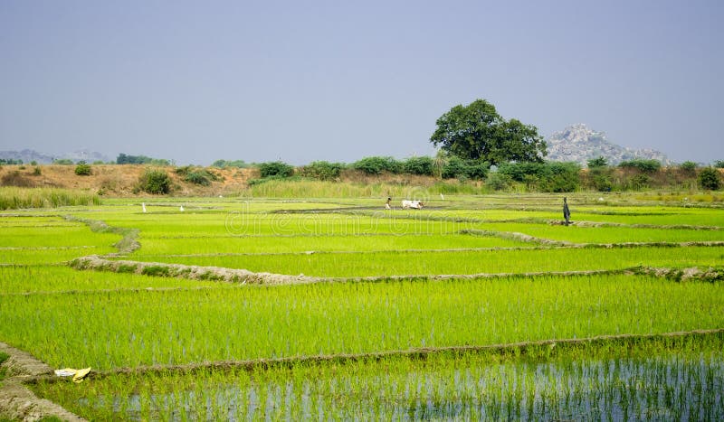 Paddy fields in India stock image. Image of manual, farms - 28857571