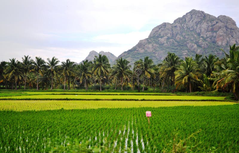Paddy Fields in Kerala, India Stock Image - Image of ecology, flower ...