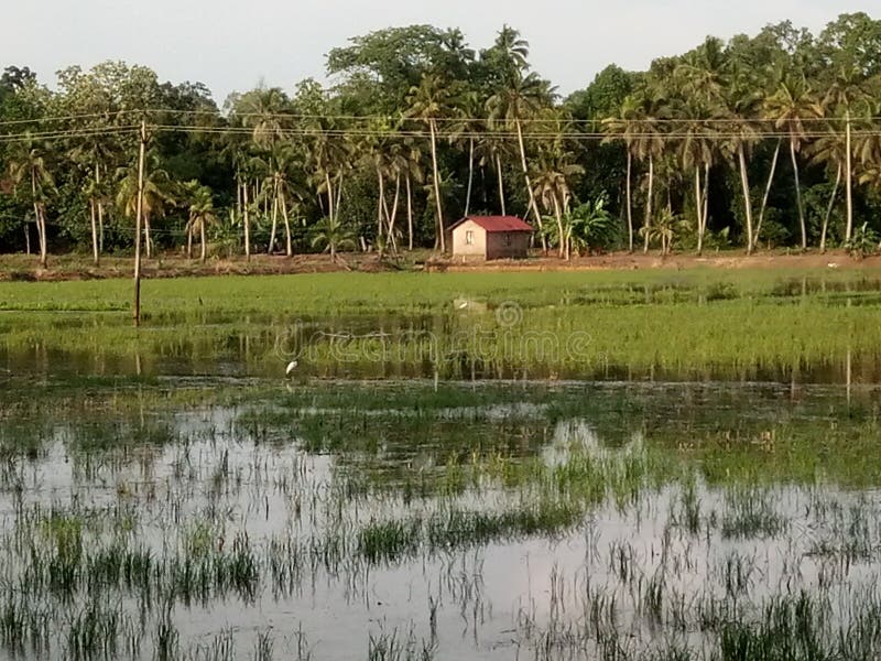 Kerala Paddy River Stock Photos - Free & Royalty-Free Stock Photos from ...