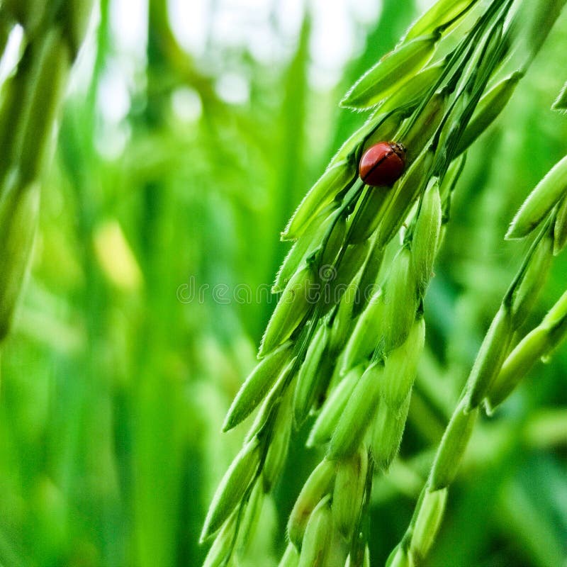 Paddy fields Ladybug stock photo. Image of ladybug, fields - 247056530