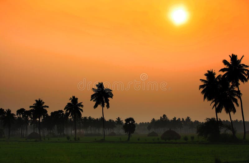 Paddy Fields Landscape in India Stock Image - Image of farm, colors ...