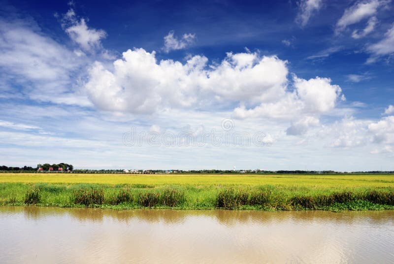 The paddy fields stock photo. Image of grow, paddy, horizon - 42028526