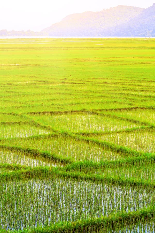 Paddy fields in Nepal stock photo. Image of farming, farm - 61697538