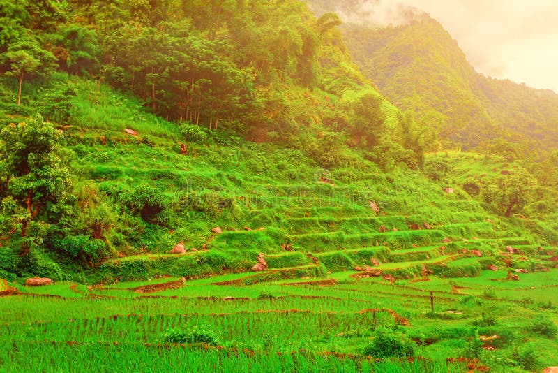 Paddy fields in Nepal stock photo. Image of natural, organic - 61696750