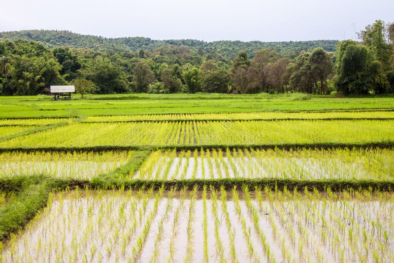 Paddy fields stock image. Image of production, nature - 38830487
