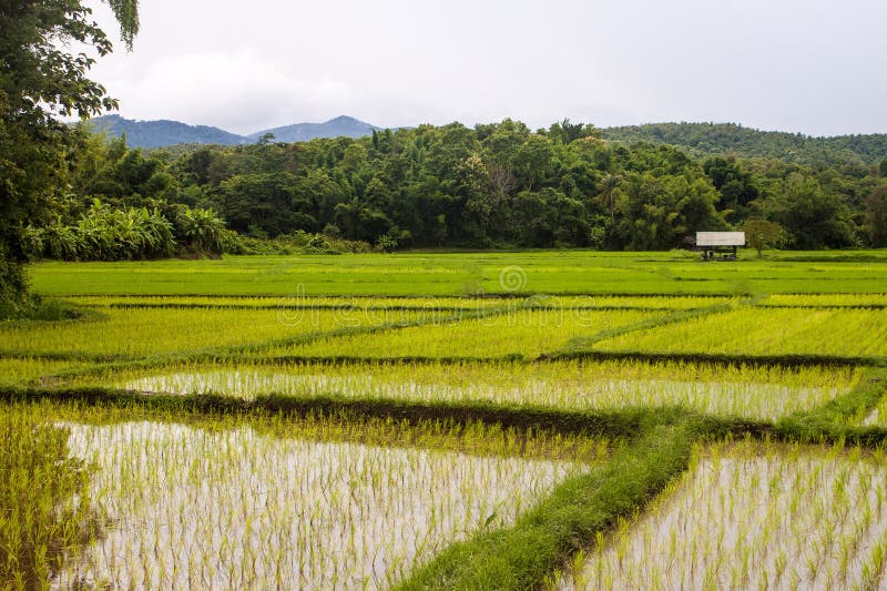 Paddy Fields and Small Villages Stock Photo - Image of asia, outdoor ...