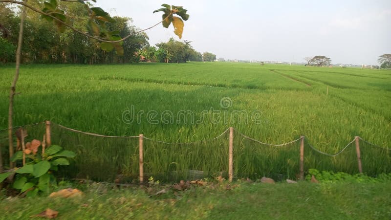 Paddy fields stock image. Image of paddy, village, fielda - 384858677