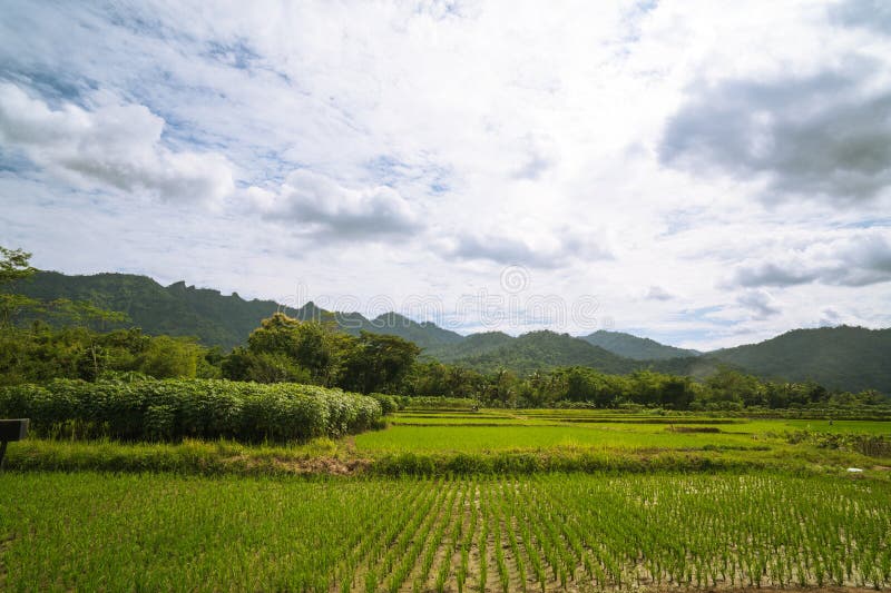 Paddy Fields Put in by a Farmer. Beautiful Rice Field with Mountain ...