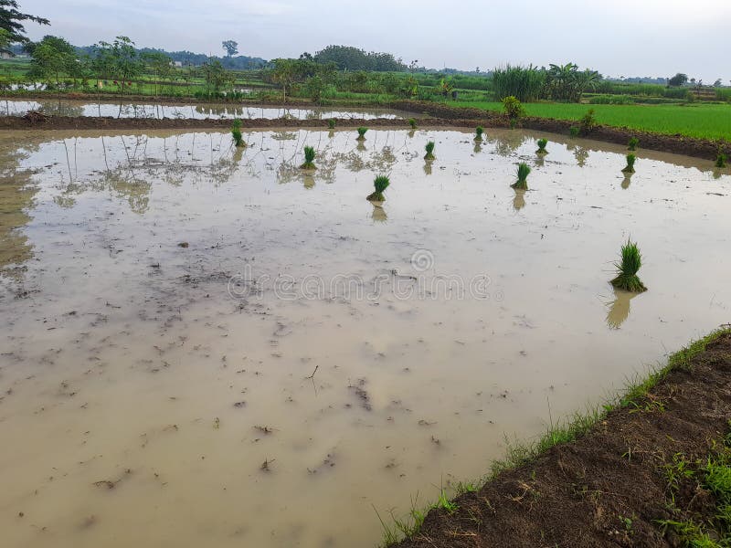 Paddy Fields Ready for Rice Planting Stock Image - Image of fishpond ...