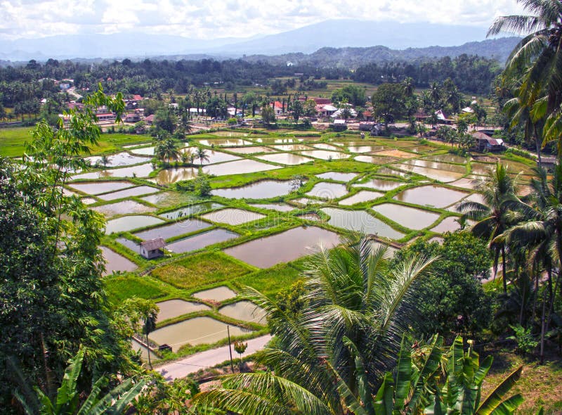 Paddy fields stock image. Image of countryside, landscape - 81275413