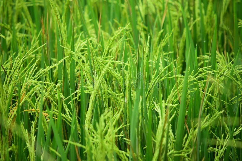Fields with the rice stock image. Image of plant, grow - 24145871