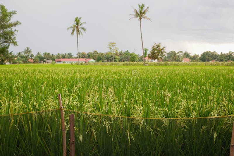 View of Rice Fields in the Countryside of Vast Green Agricultural ...