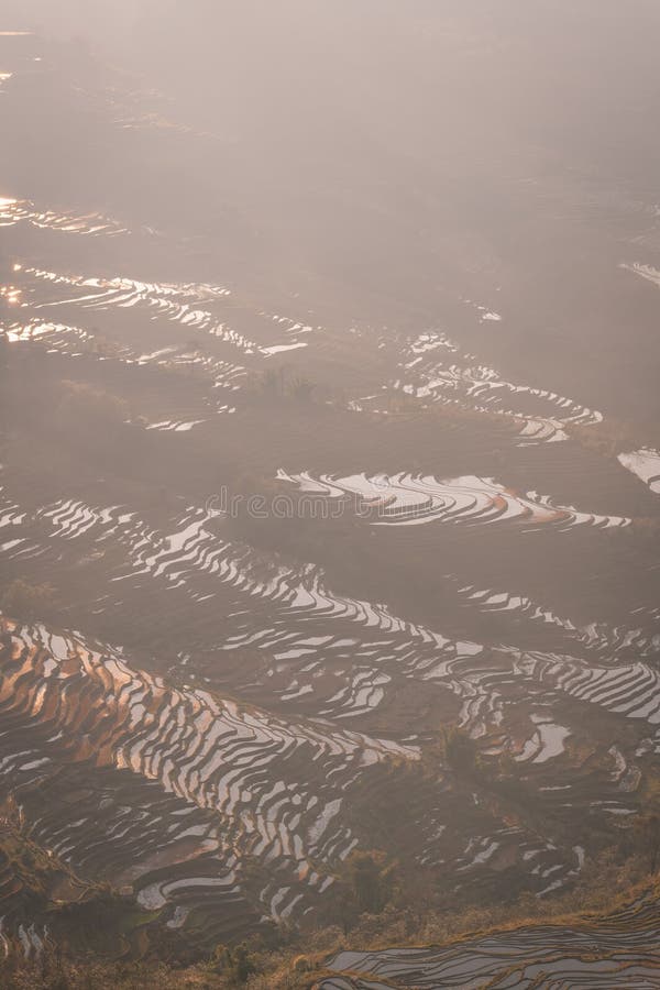 Paddy Fields, Rice Terraces. in Yunnan Province China Stock Image ...