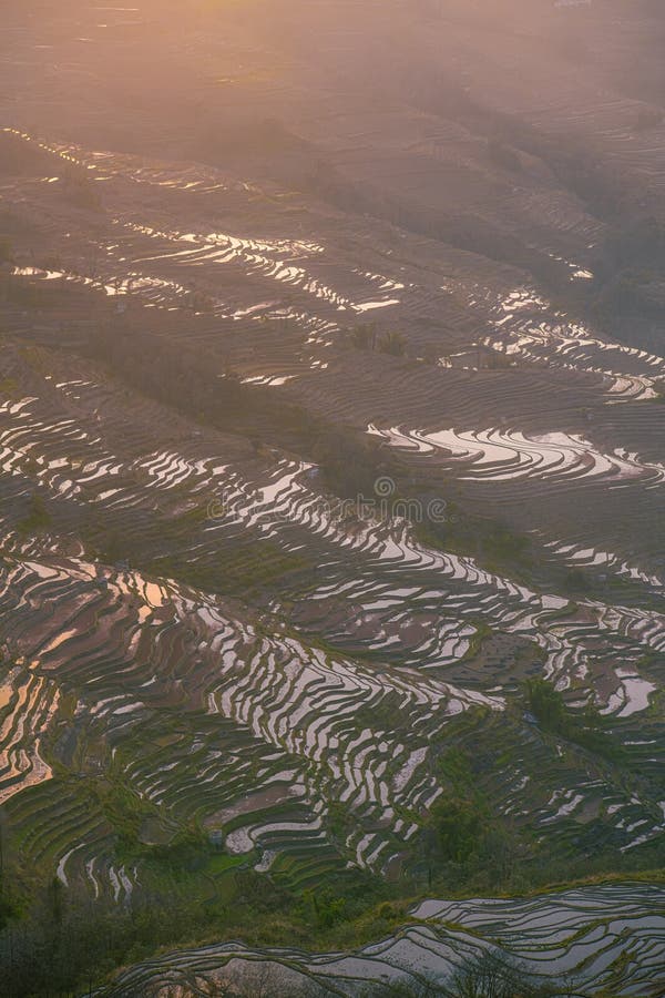 Paddy Fields, Rice Terraces. in Yunnan Province China Stock Image ...
