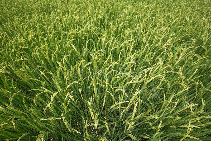 Paddy fields stock image. Image of cereal, asian, harvest - 100465263