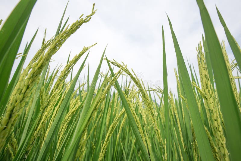 Paddy fields stock image. Image of grow, leaf, paddy - 100465355
