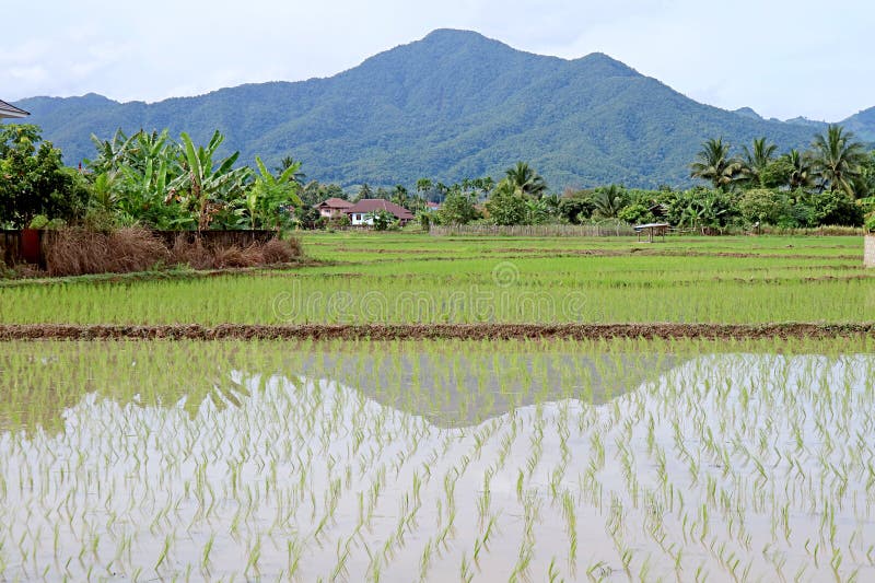 Paddy Fields after the Transplanting Rice Plants Process, Northern ...