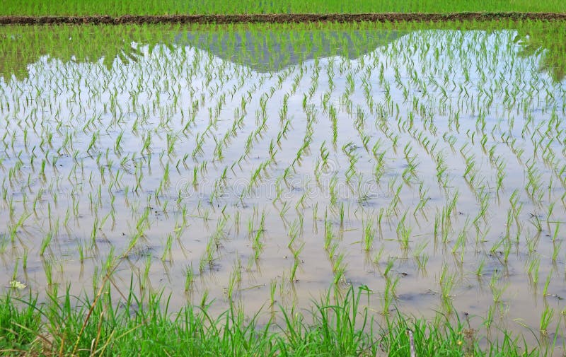 Paddy Fields after the Transplanting Rice Plants Process in Thailand ...